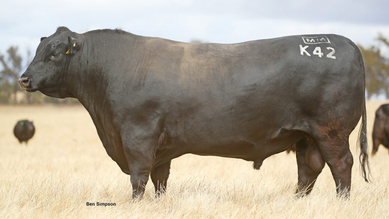 Arkle Angus | Fertility • Longevity • Growth