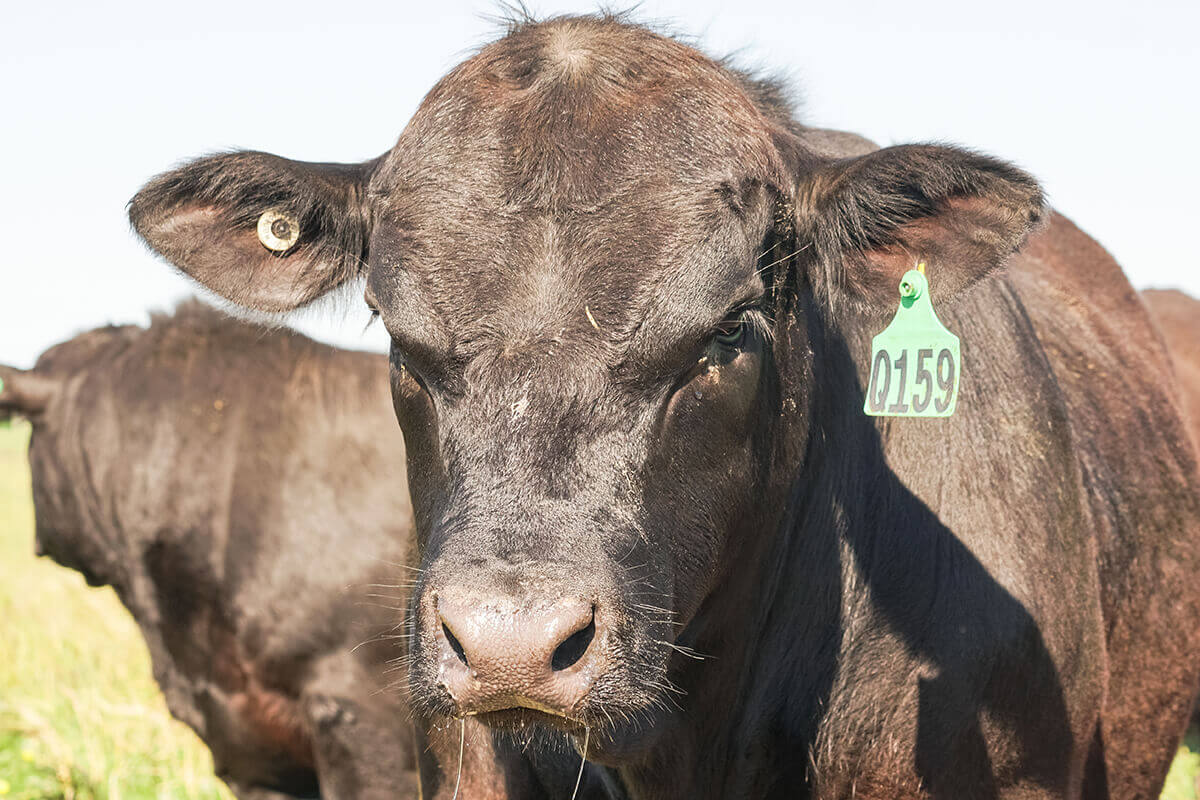 Our Vision | Arkle Angus