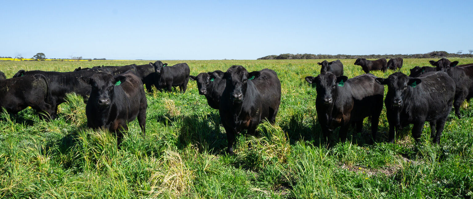 Arkle Angus | Fertility • Longevity • Growth
