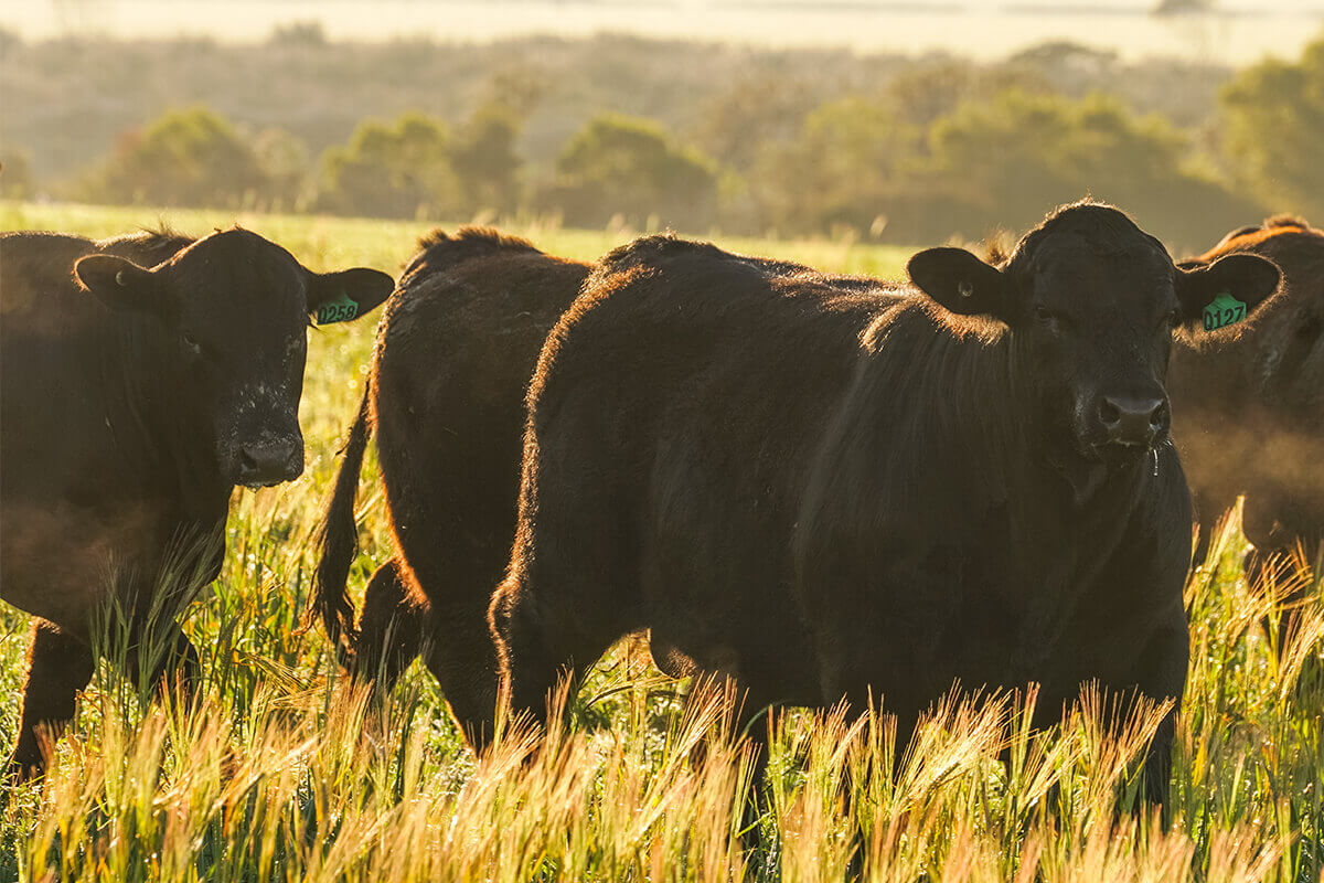 About Us | Arkle Angus