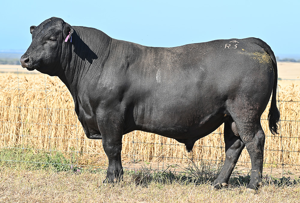 2022 Sale Information | Arkle Angus