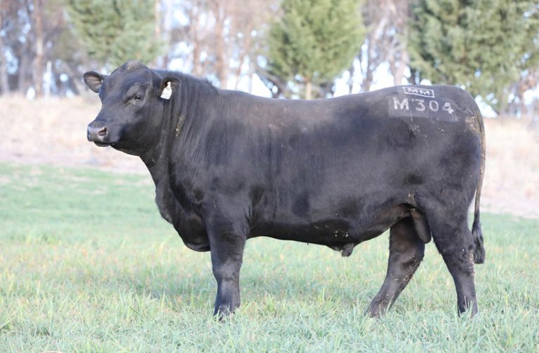 Home - Arkle Angus