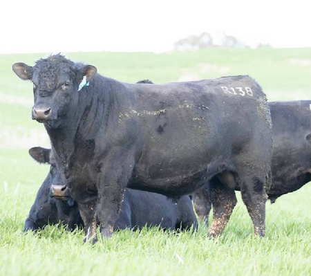 Arkle Angus | Fertility • Longevity • Growth