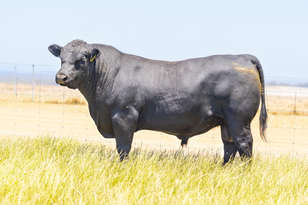 2023 Sale Information | Arkle Angus