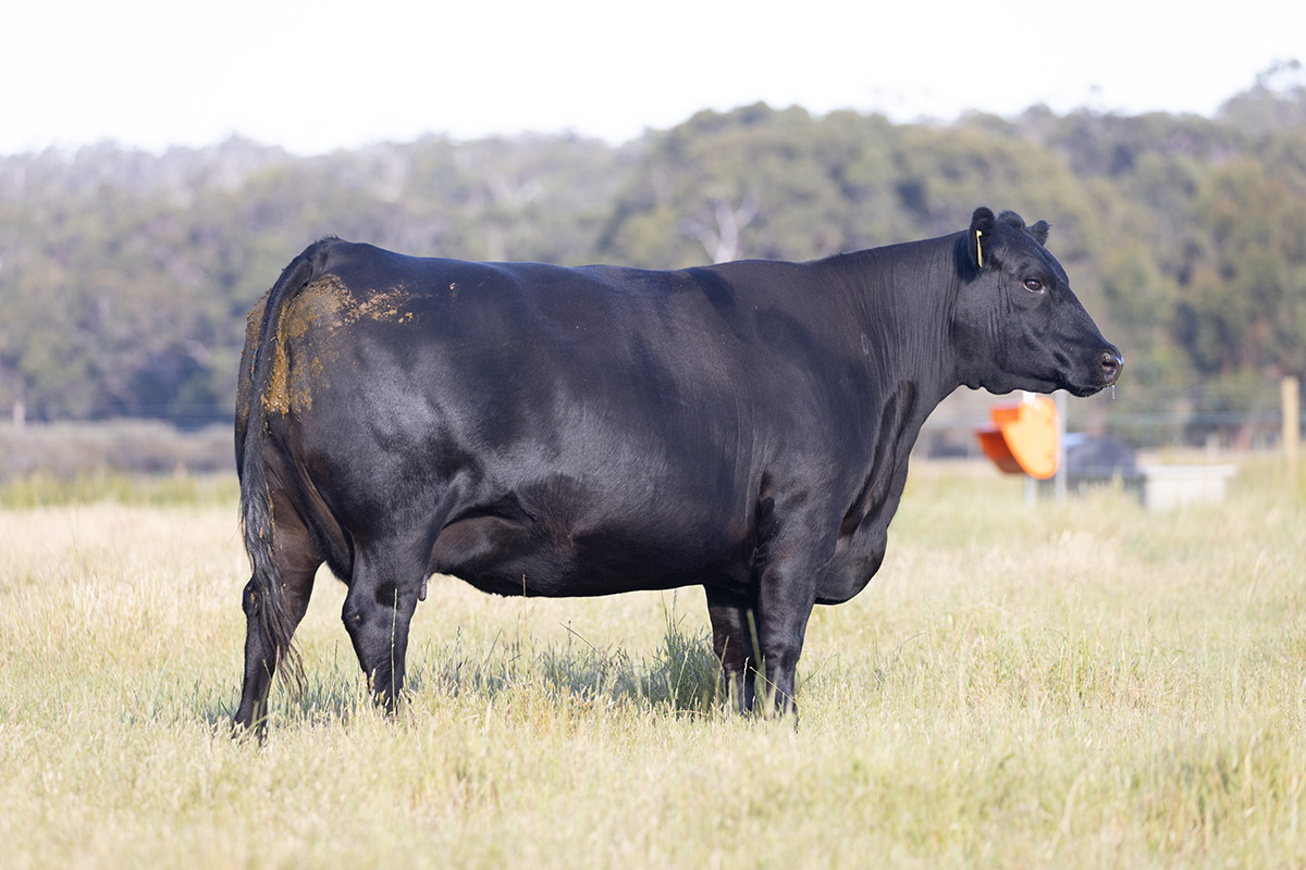 Arkle Angus | Fertility • Longevity • Growth